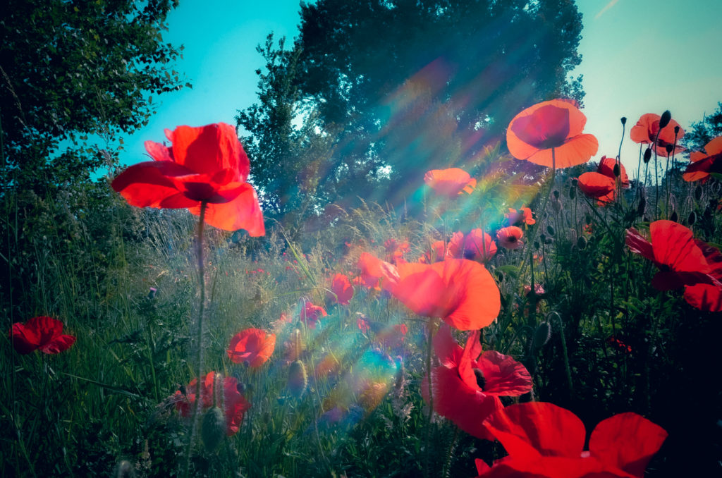 Catching rainbows | The Oak Tree Factory